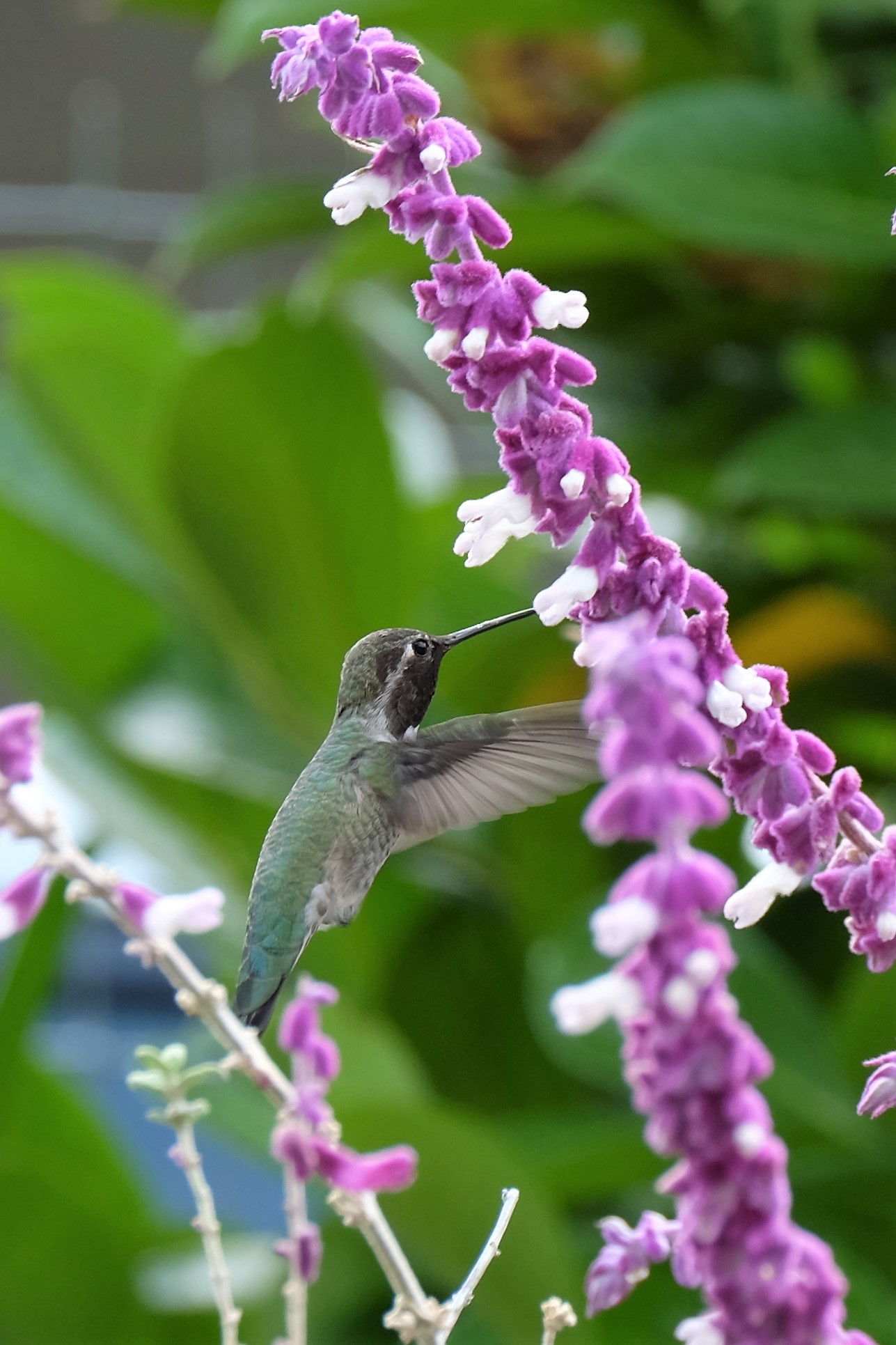 Fauna & Flora - Eco-Evo Theory Group